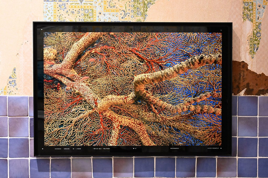 Alexis Rosenfeld – Vaisseaux sanguins de l’océan – Château Charleval